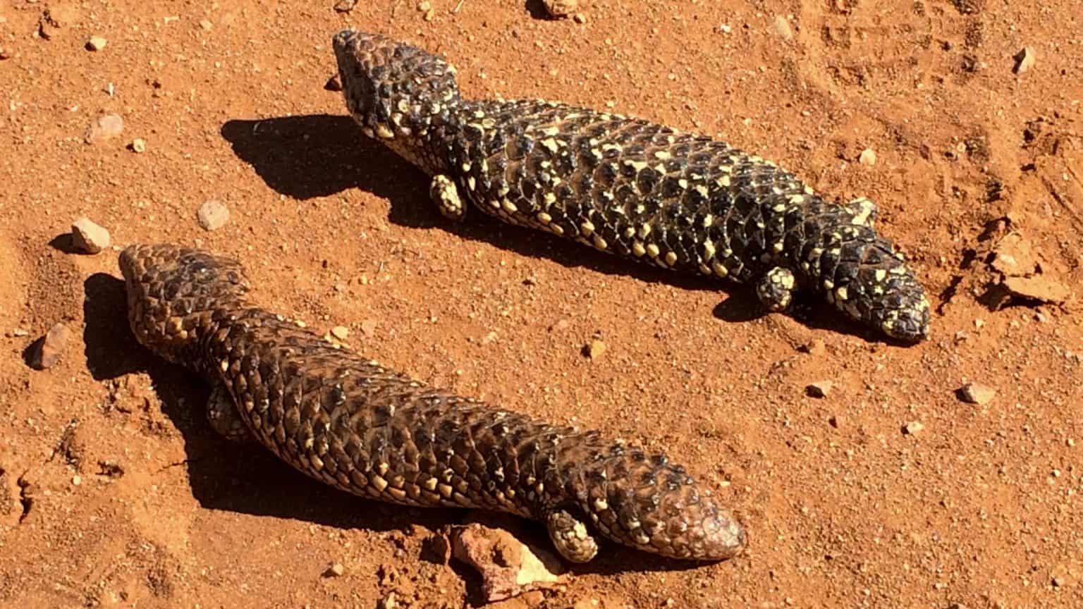 14 Rare Animal Duos That Stay Loyal Against All Odds