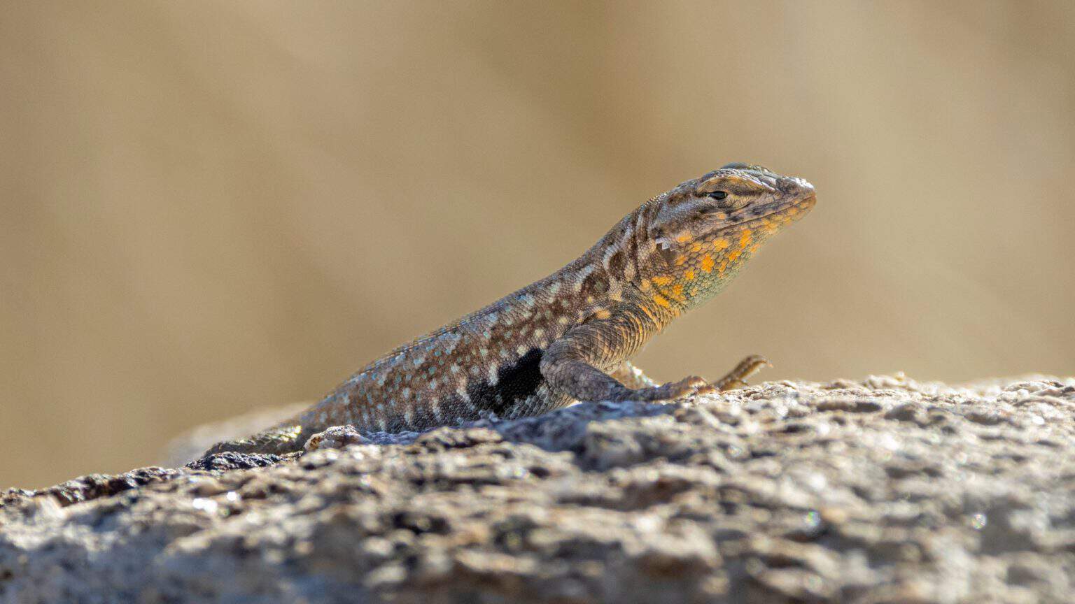 25 Incredible Animals In Arches National Park That Prove The Desert Is ...