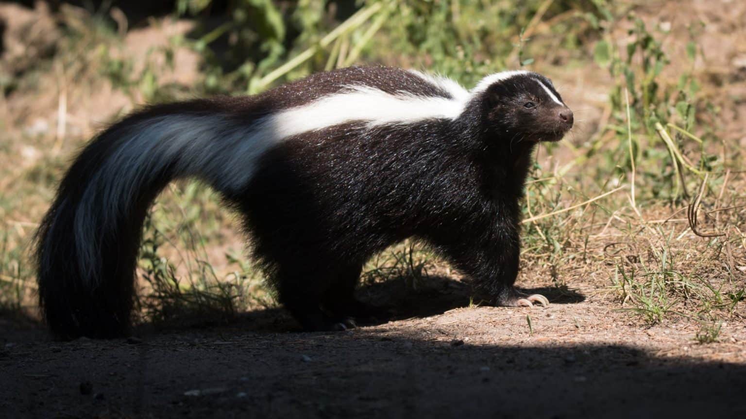 25 Incredible Animals In Arches National Park That Prove The Desert Is ...