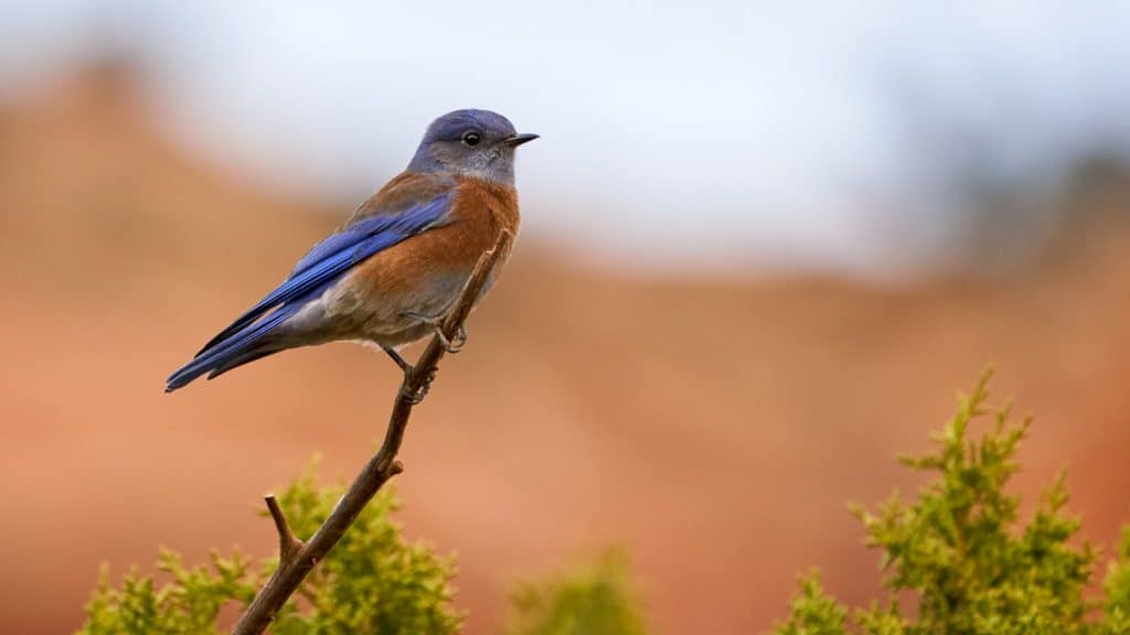 25 Incredible Animals In Arches National Park That Prove The Desert Is ...