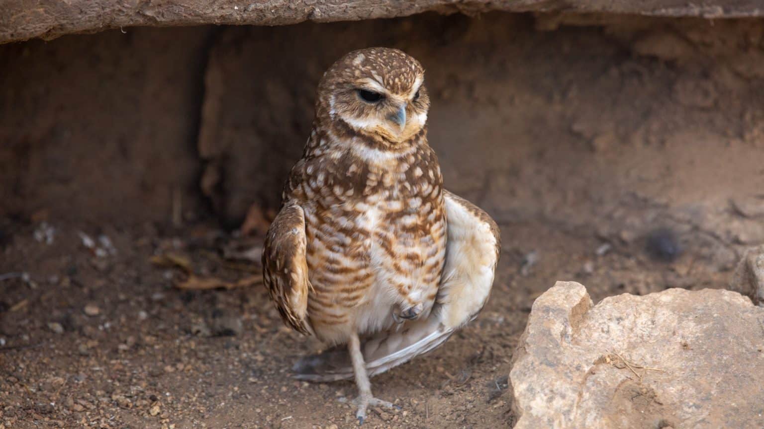 15 Wild Owls So Striking They’ll Leave You Speechless