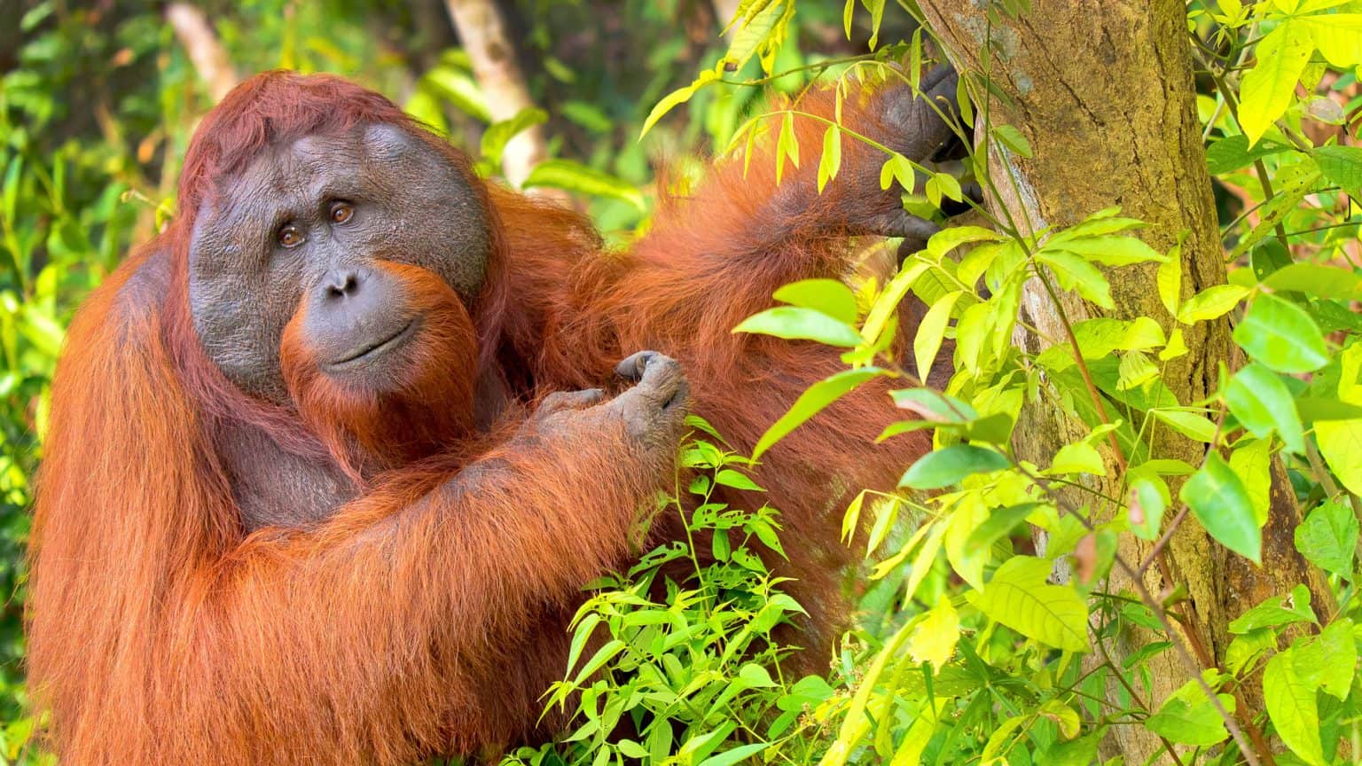 14 Extreme Wildlife Destinations Where Primates Steal the Show