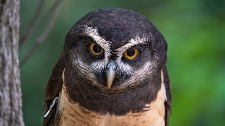 15 Wild Owls So Striking They’ll Leave You Speechless