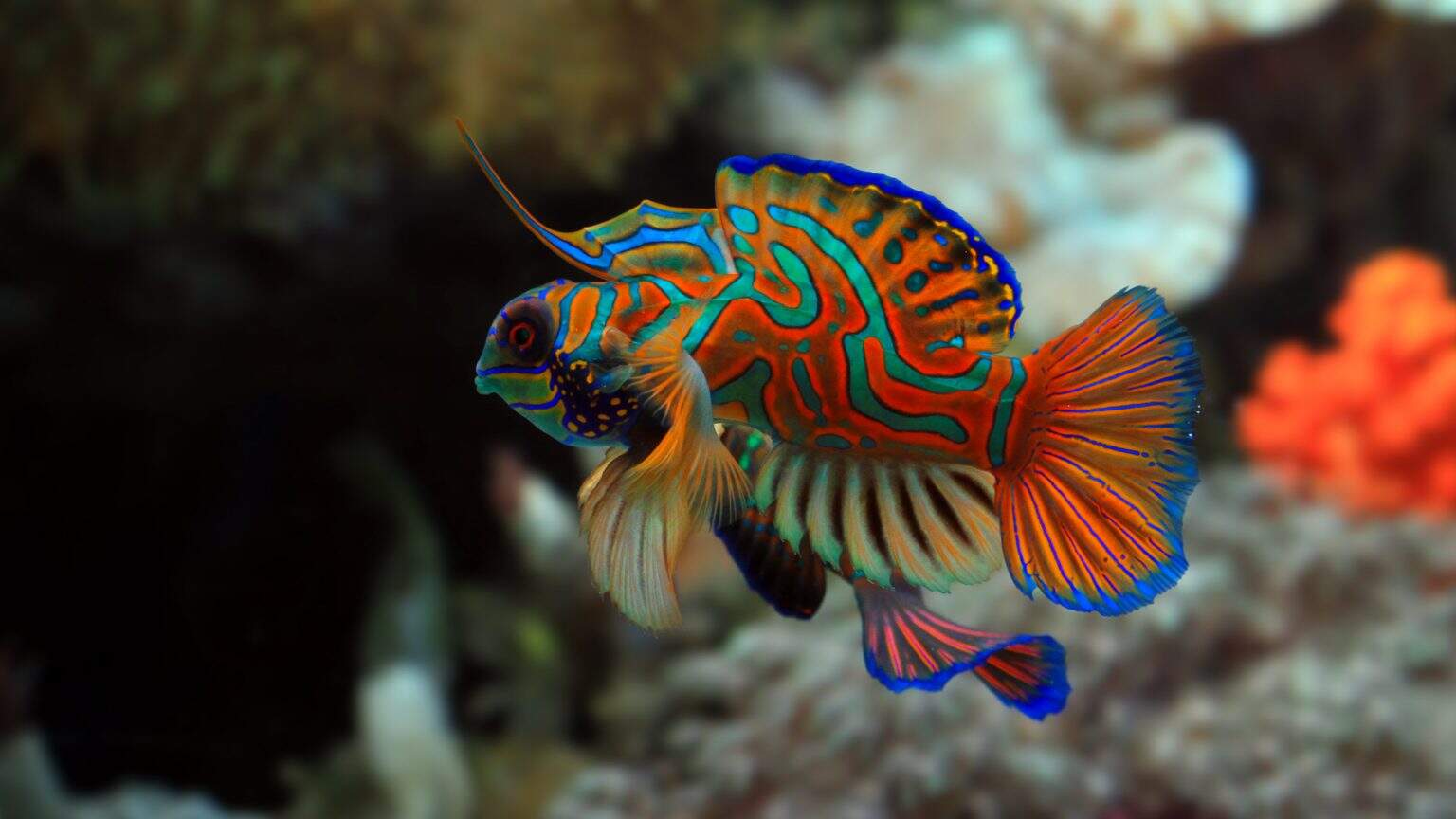 14 Creatures That Move With The Kind Of Grace Ballet Dancers Dream Of