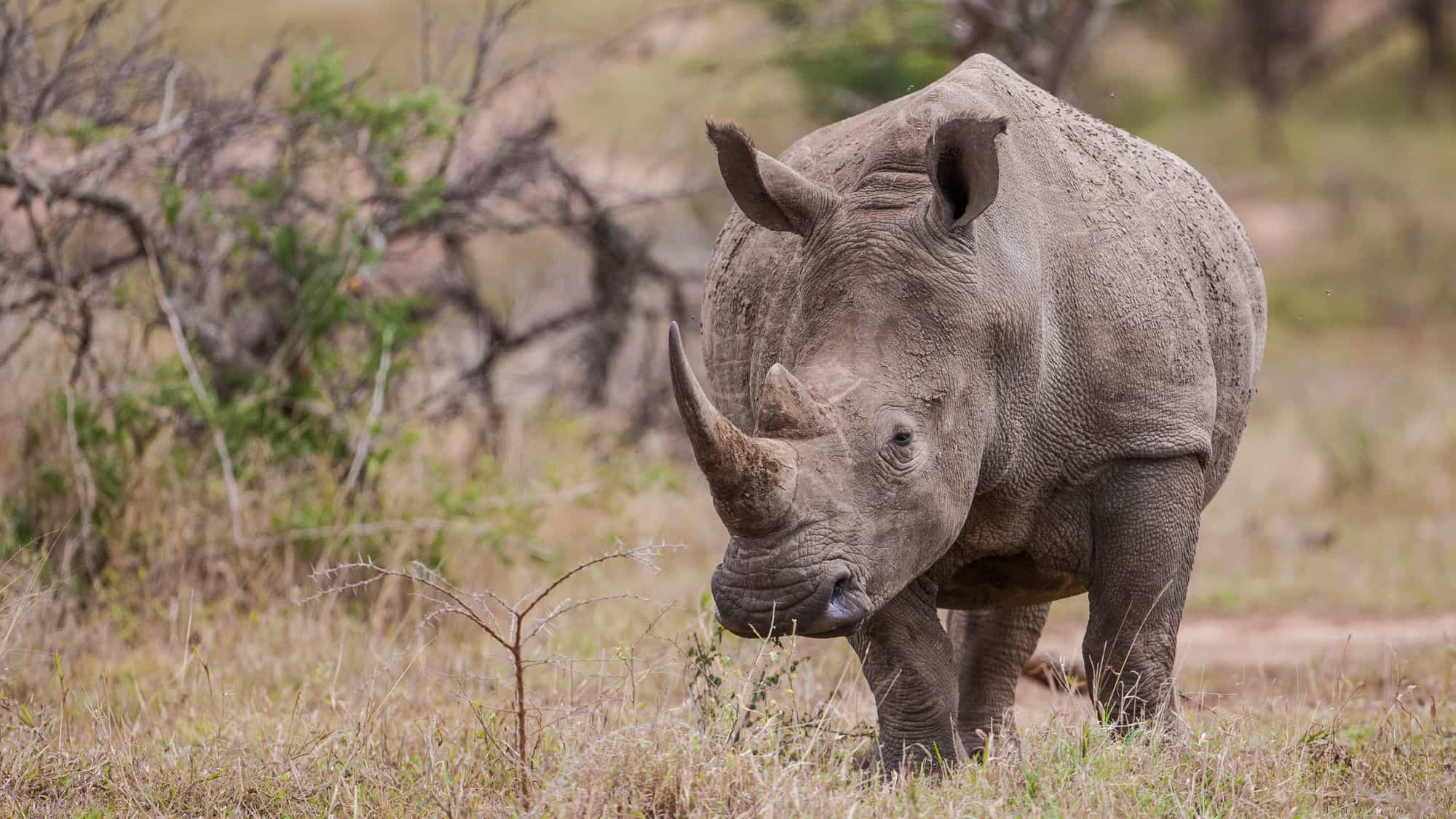 14 Astonishingly Rare Animals Clinging To Survival Around The World
