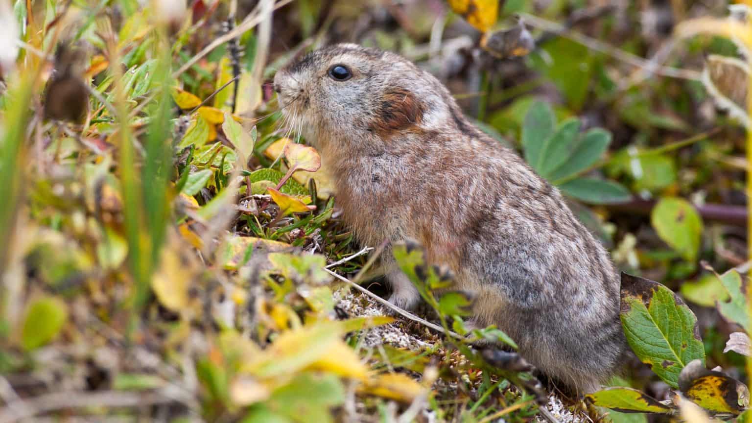 11 Fascinating Animals That Change Color With The Seasons