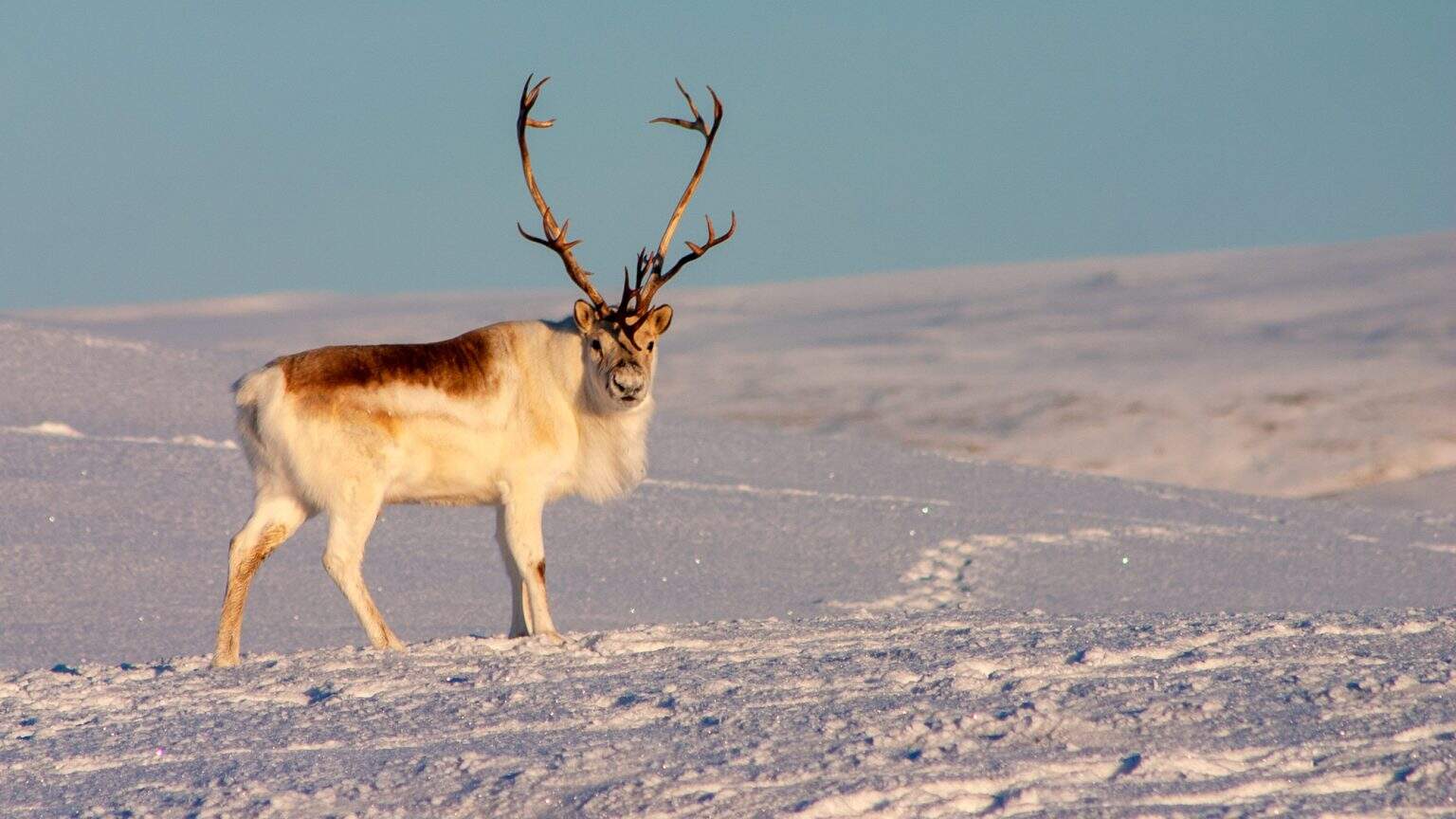 11 Fascinating Animals That Change Color With The Seasons